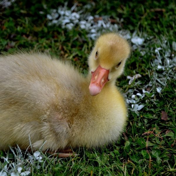 7 Reasons Your Duck Is Limping (And How to Help) - Farmacy Expert