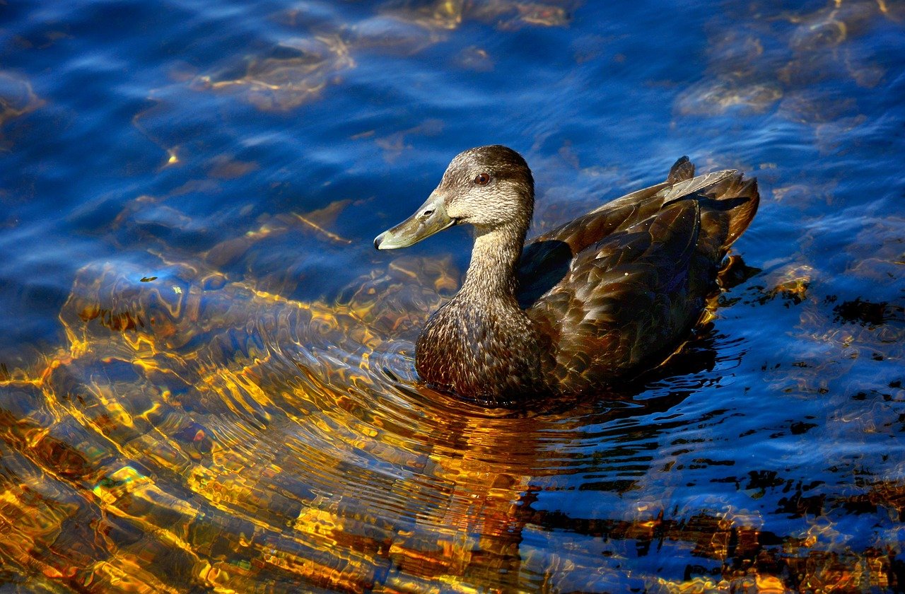 8 Beautiful Black Duck Breeds (with Pictures) - Farmacy Expert